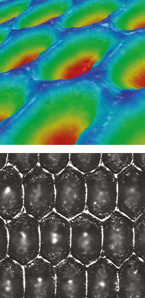 eCell (HD) HDLE Anilox Transfer Technology - www.caepty.com